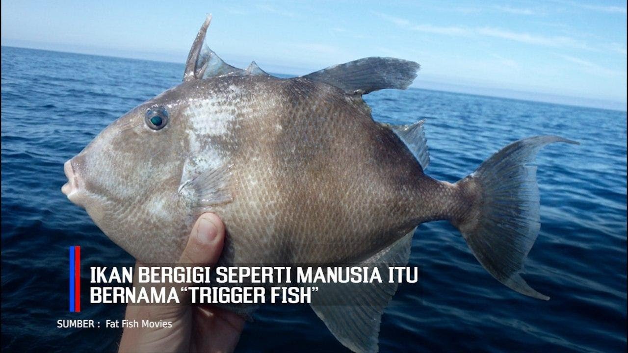 Ikan Bergigi Seperti Manusia Itu Bernama “Trigger Fish” | Bandung TV