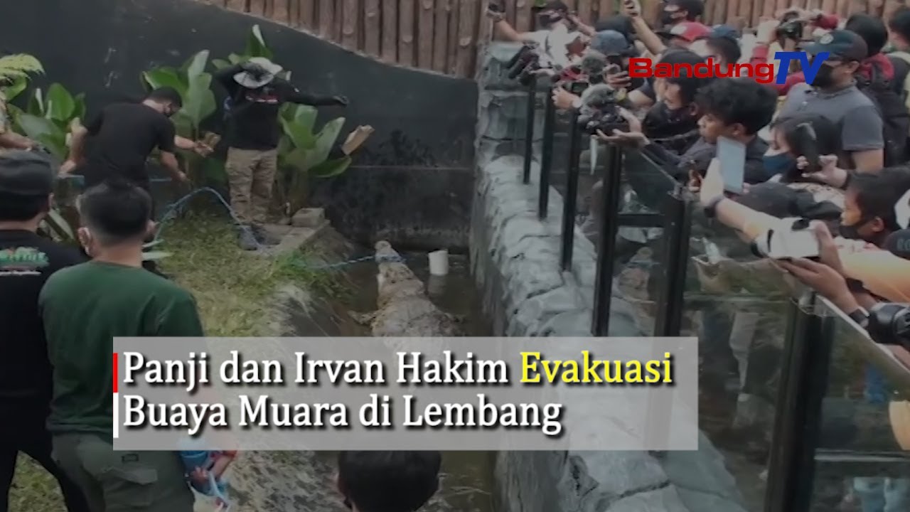 Panji Petualang Evakuasi Buaya Muara Di Lembang Park Zoo | Bandung TV