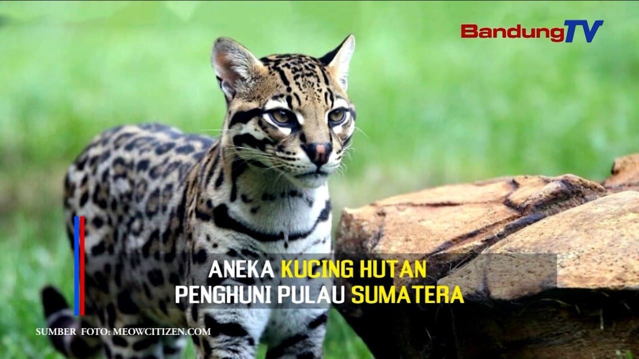 Aneka Kucing Hutan Penghuni Pulau Sumatera | Bandung TV
